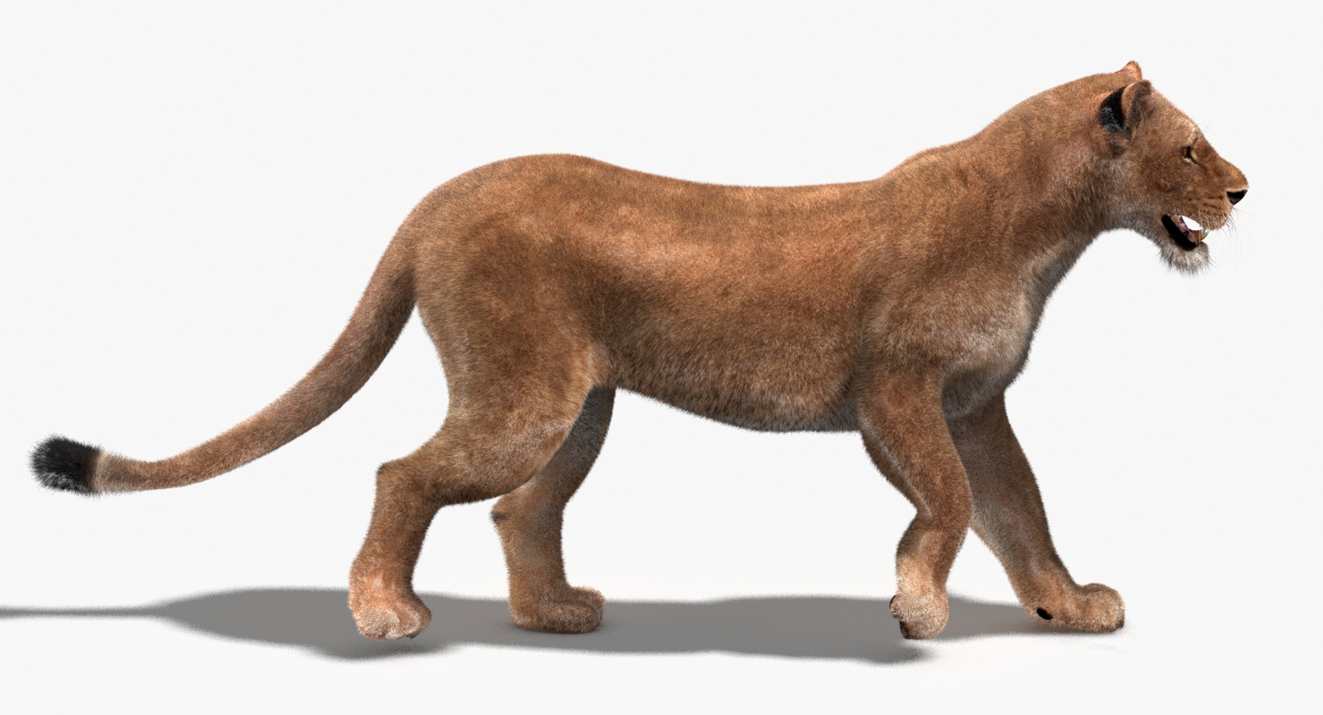 lioness fur rigging animation obj