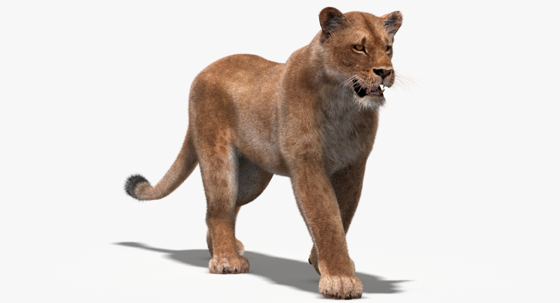 lioness fur rigging animation obj
