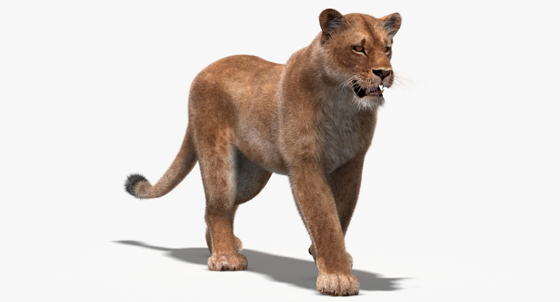 Lioness Fur Rigging Animation Obj