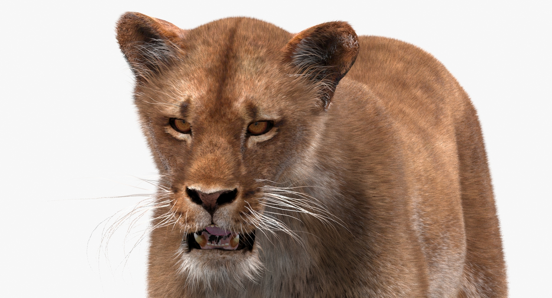 lioness fur rigging animation obj