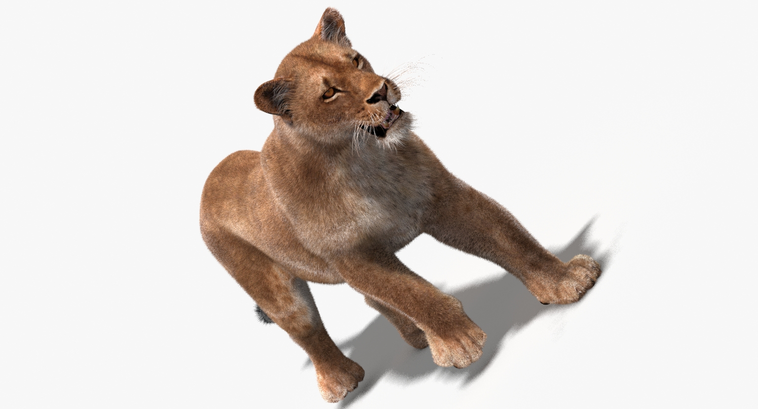 lioness fur rigging animation obj
