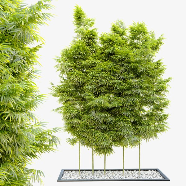 modelo 3d Bambú en base de grava - TurboSquid 1956947