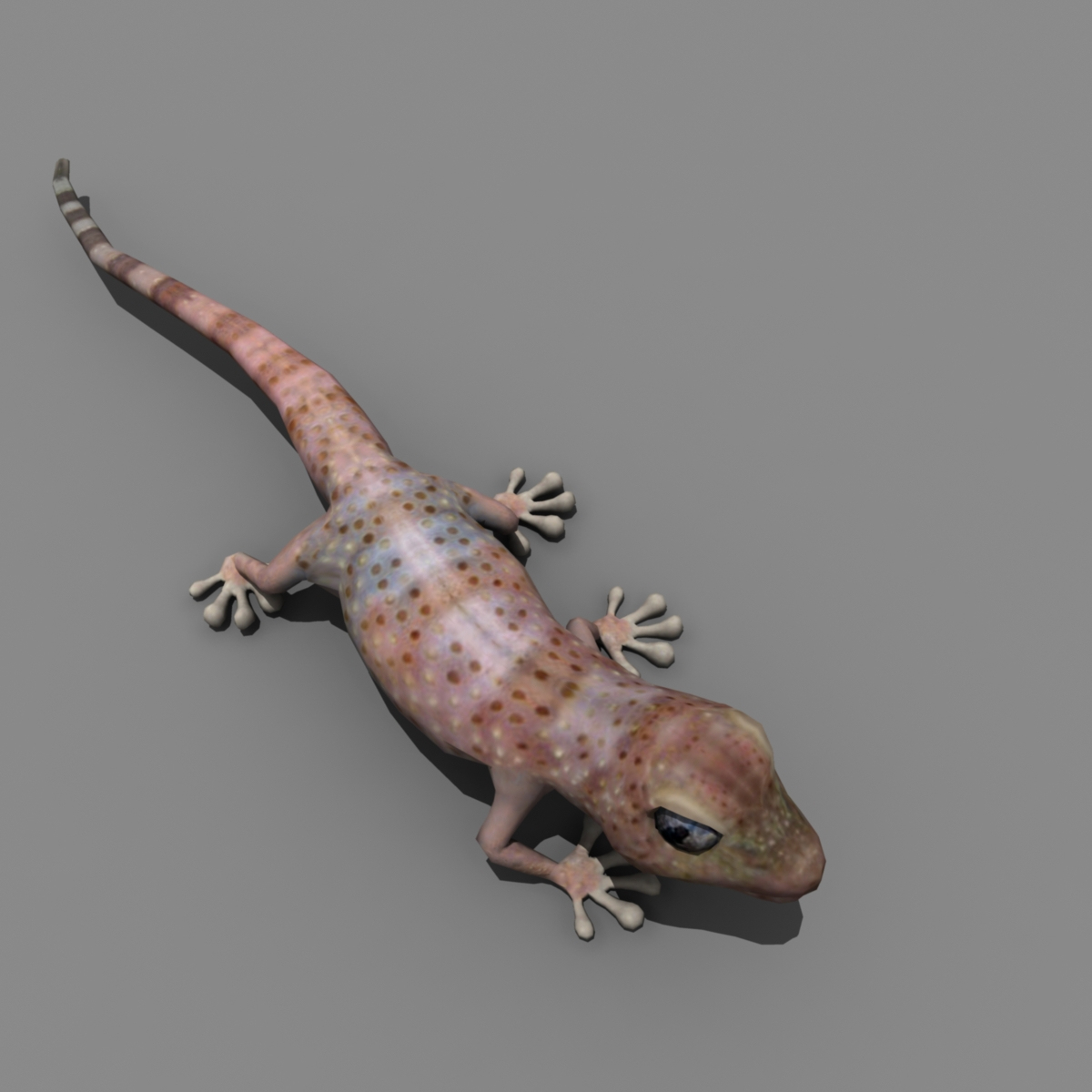 model realistic gecko animations