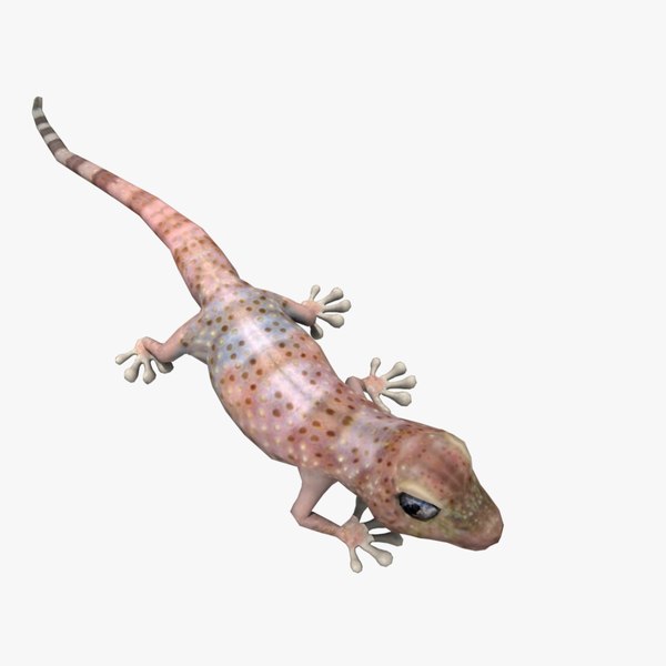 model realistic gecko animations