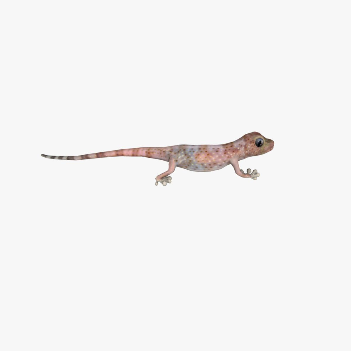 model realistic gecko animations