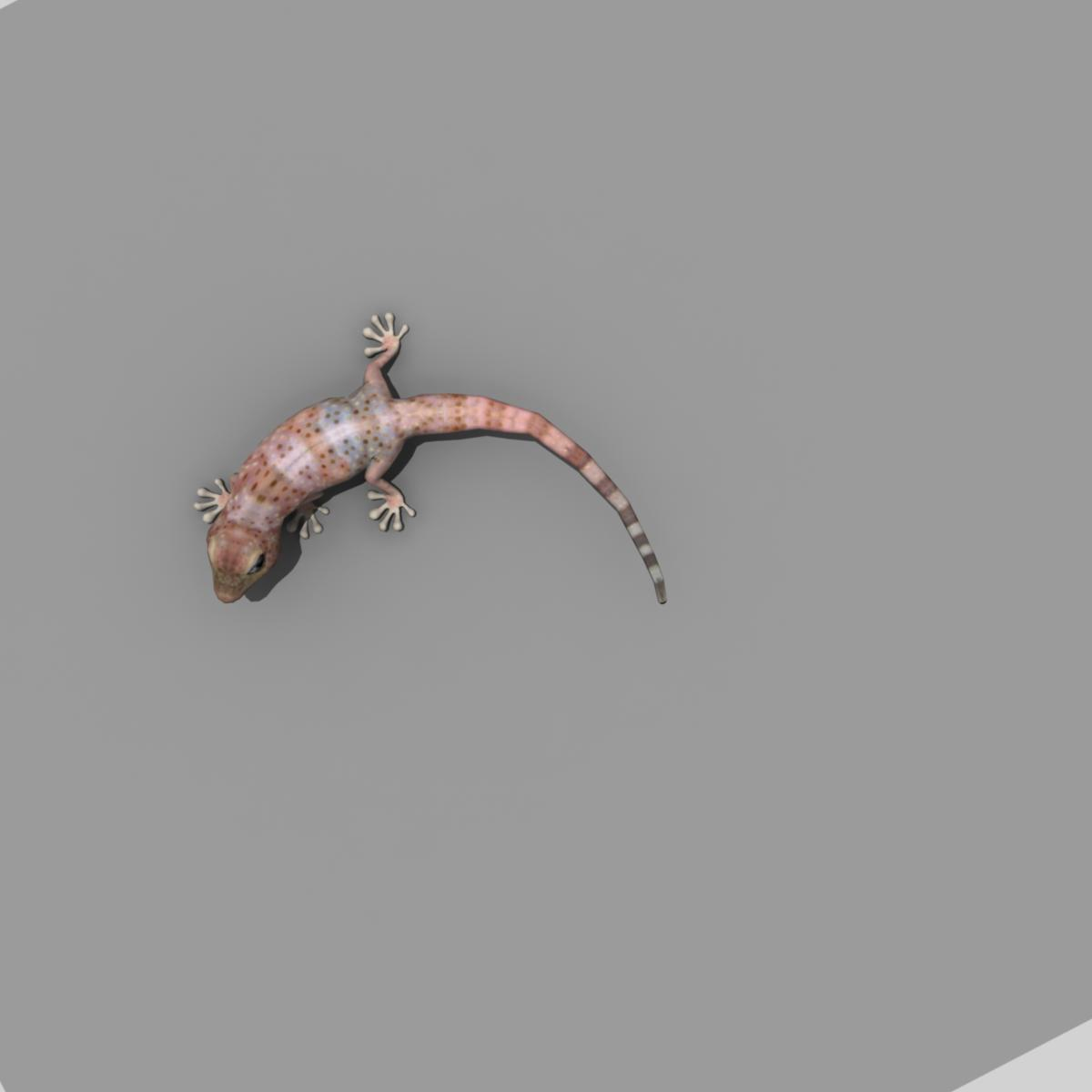 model realistic gecko animations