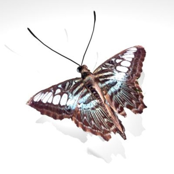 butterflies 18 3d model