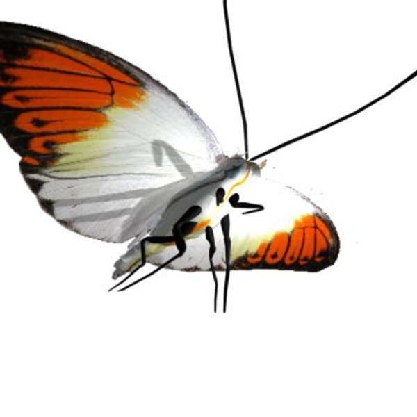 butterflies 18 3d model