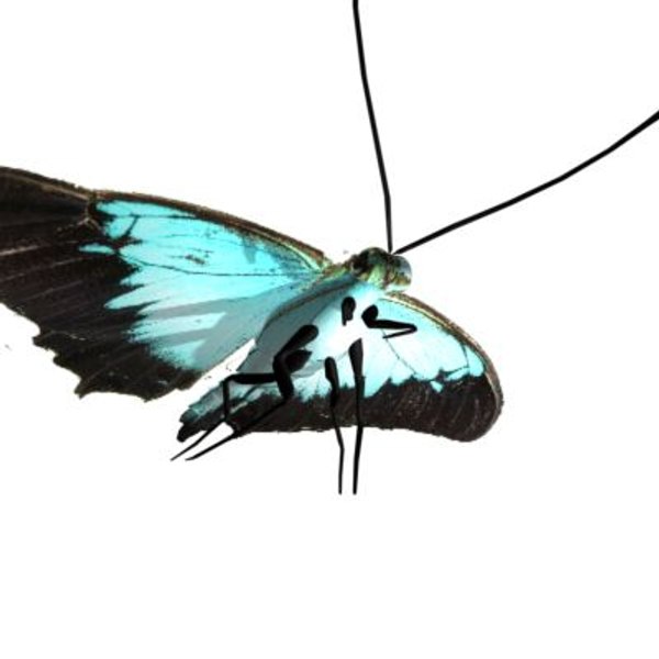 butterflies 18 3d model