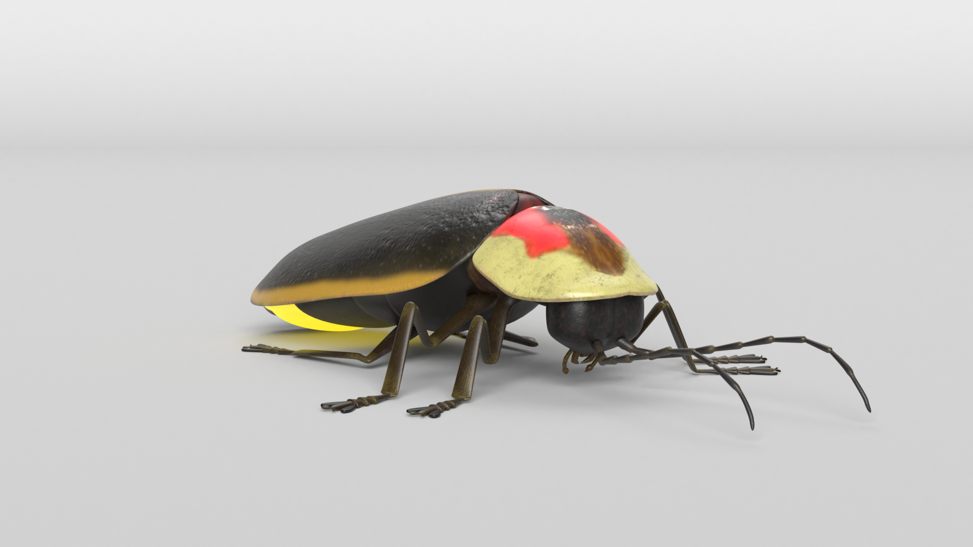 Firefly 3D Model - TurboSquid 1735051