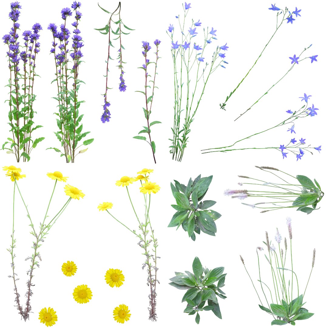 Obj European Wildflowers 1