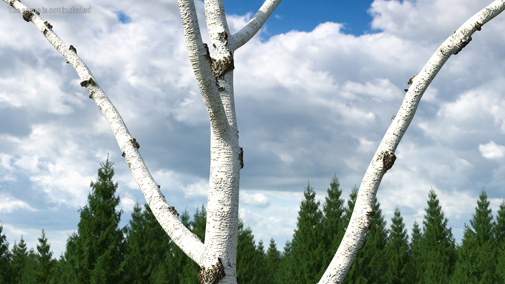 3D Birch Tree Trunk - TurboSquid 1786922