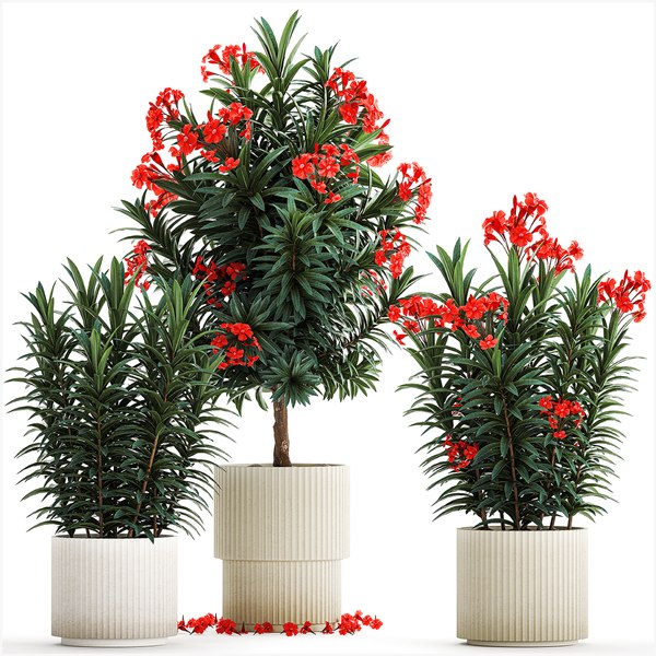 Oleander 3D Models for Download | TurboSquid