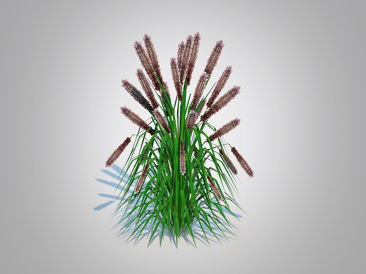 3D Pennisetum Alopecuroides - Moudry Fountain Grass Model - TurboSquid ...