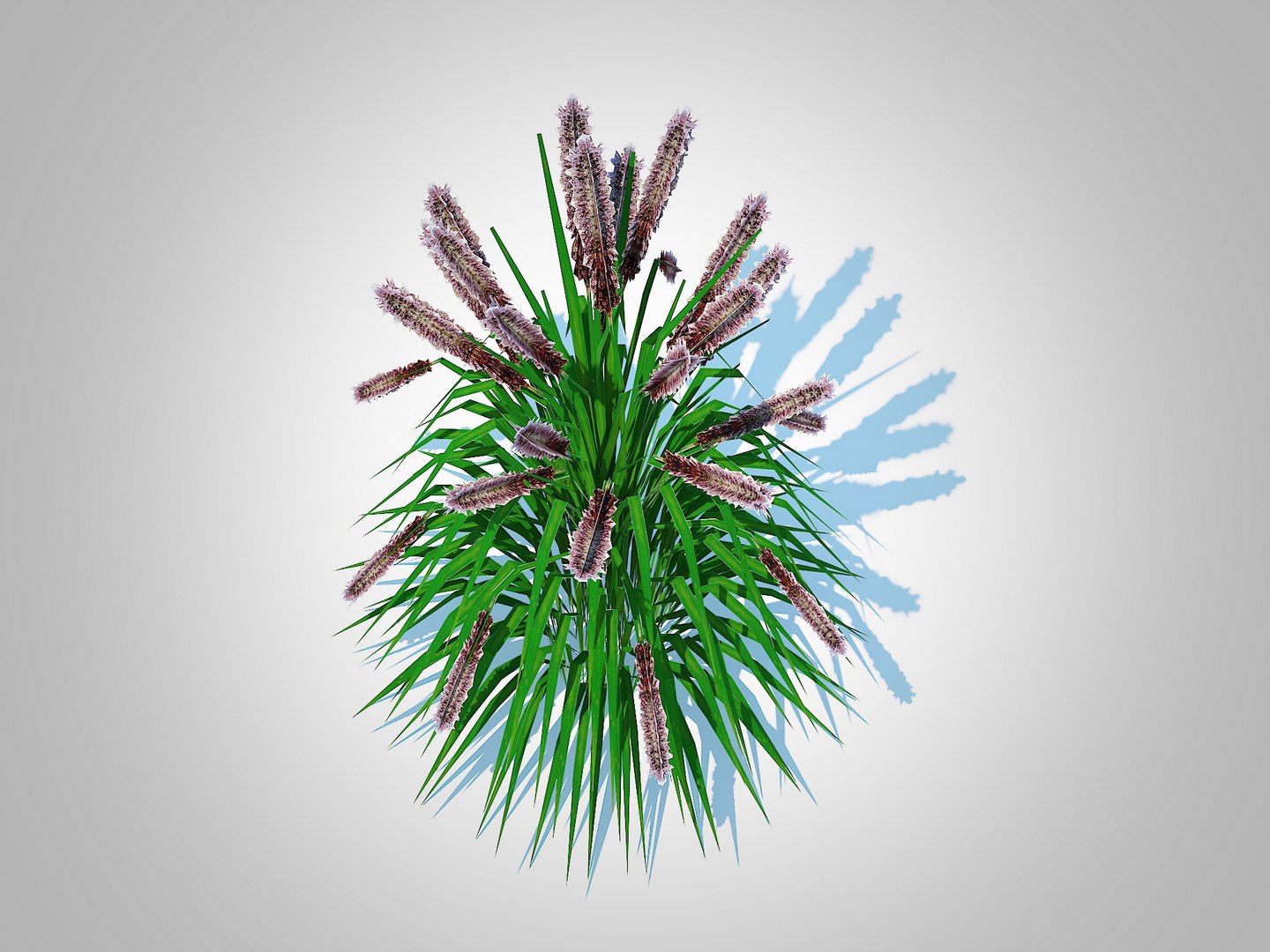 3D Pennisetum Alopecuroides - Moudry Fountain Grass Model - TurboSquid ...