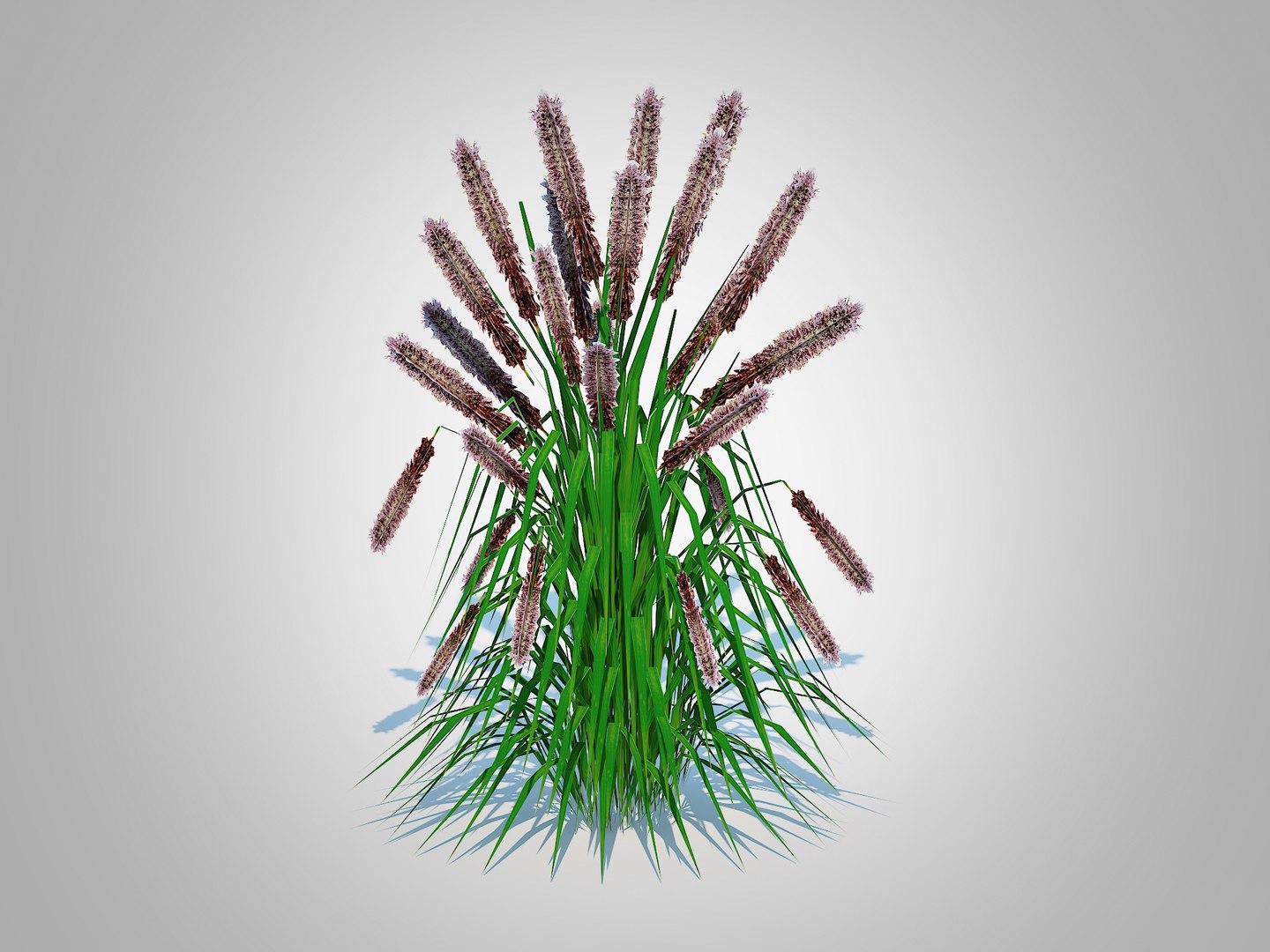 3D Pennisetum Alopecuroides - Moudry Fountain Grass Model - TurboSquid ...