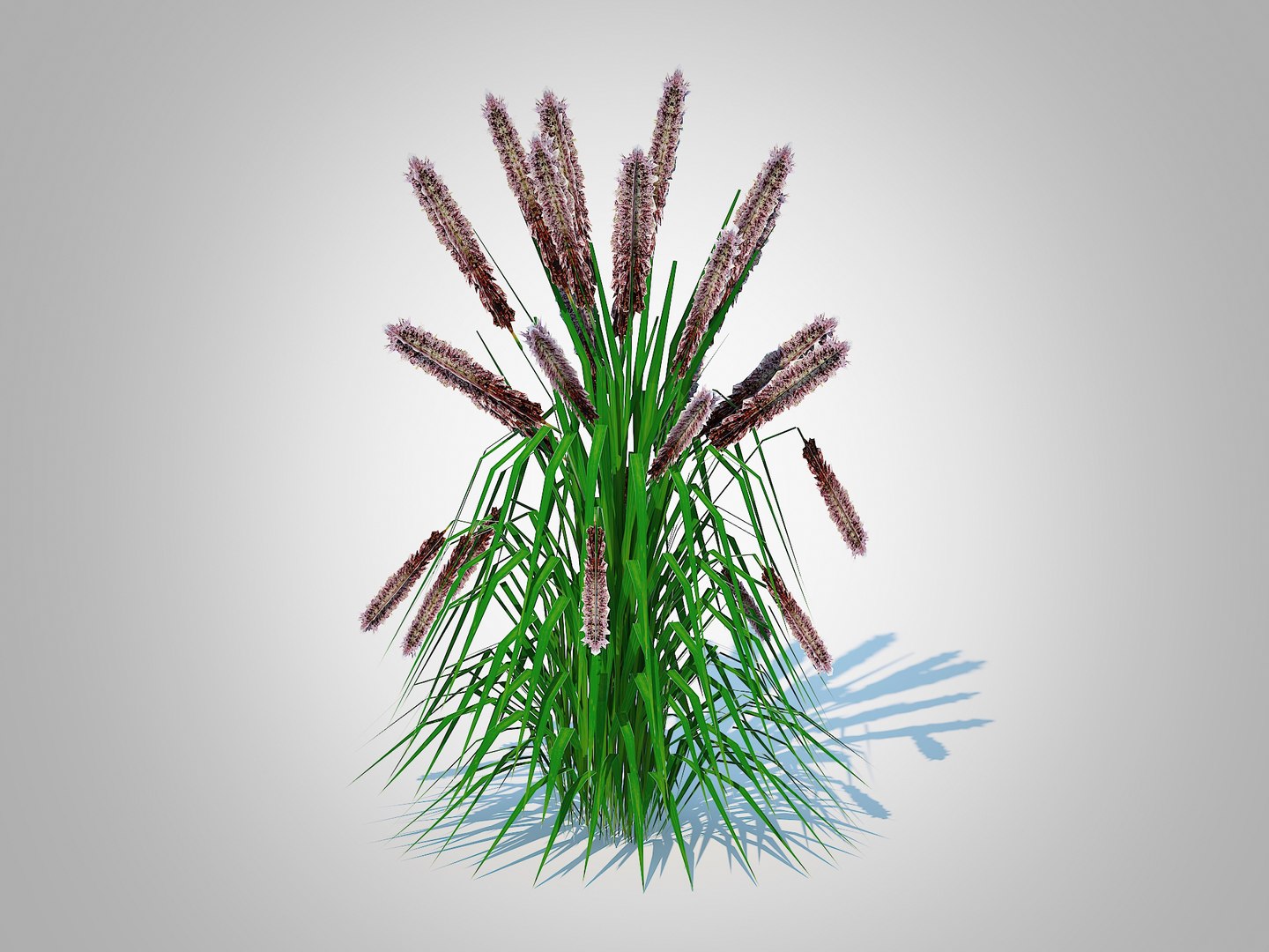 3D Pennisetum Alopecuroides - Moudry Fountain Grass Model - TurboSquid ...