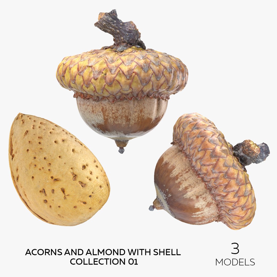 3D Acorns and Almond With Shell Collection 01 - 3 models - TurboSquid ...