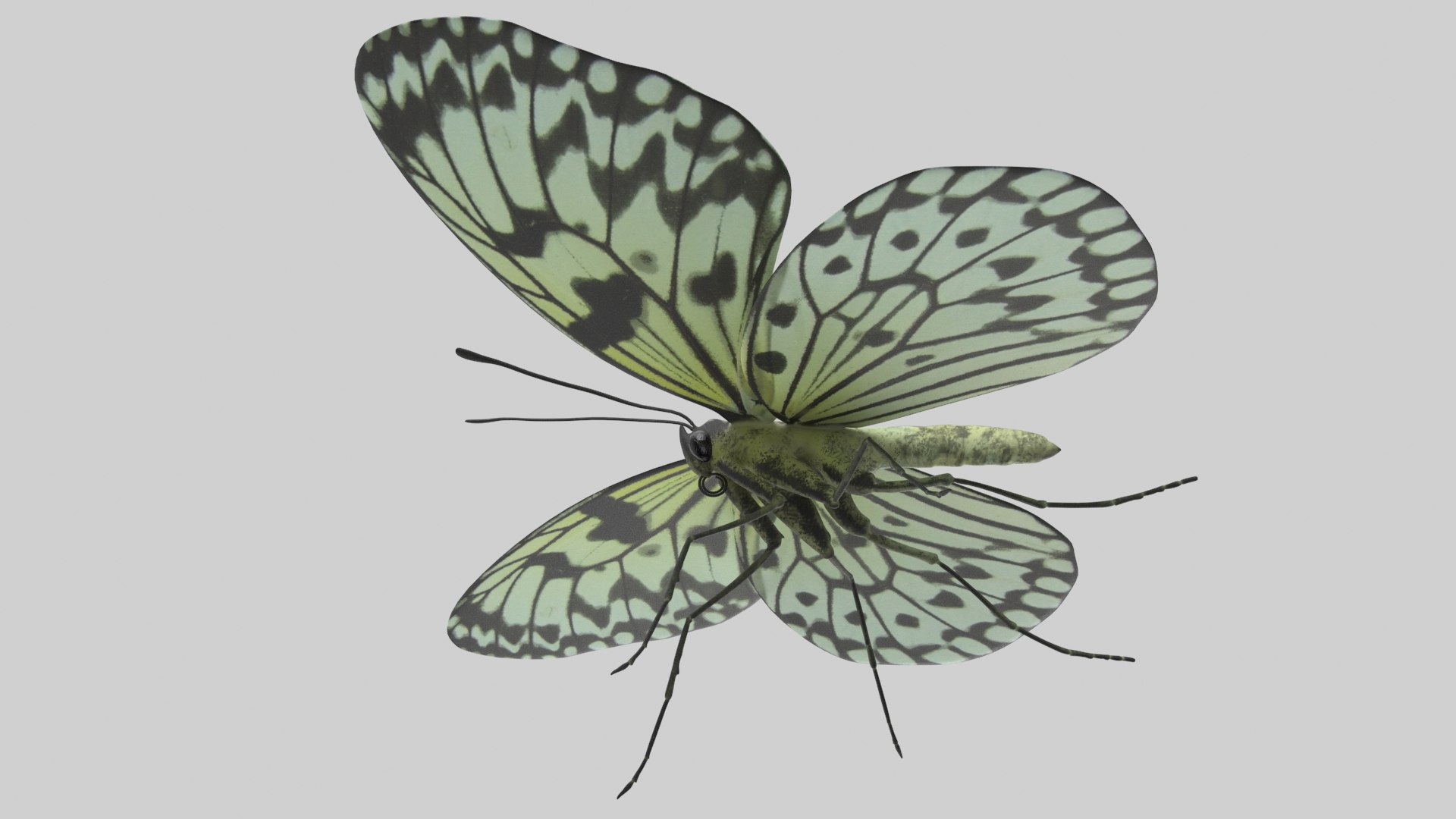 Tree Nymph Butterfly 3D Model - TurboSquid 2007752