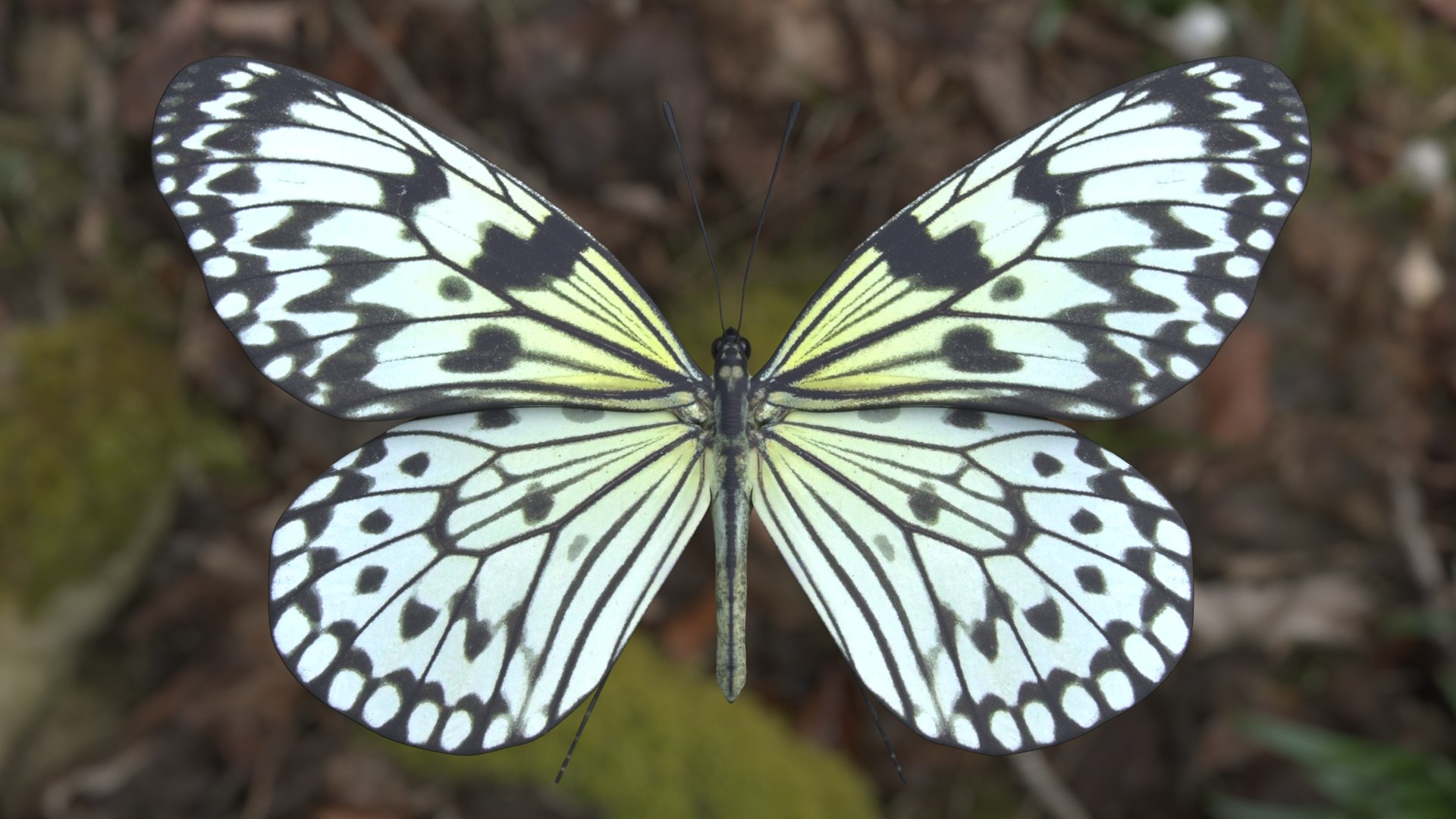 Tree Nymph Butterfly 3D Model - TurboSquid 2007752