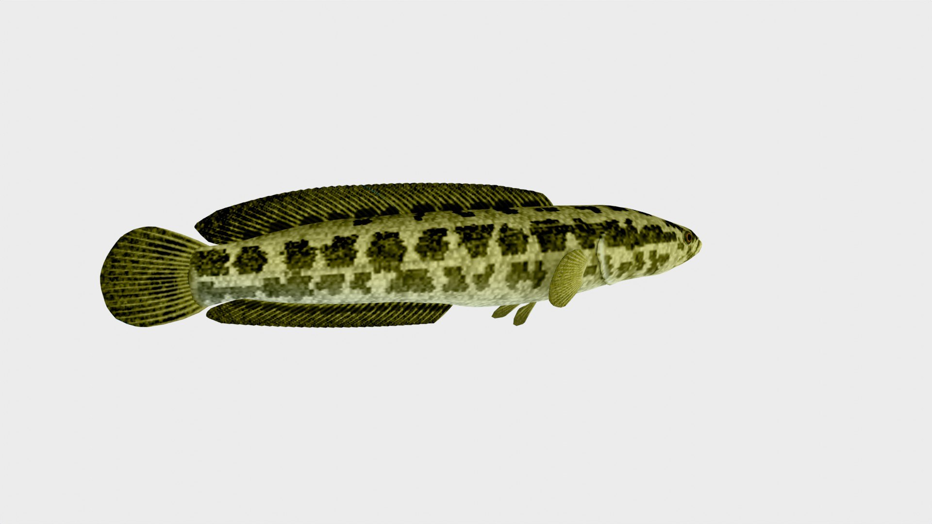 Snakehead Fish 3D Model Low Poly 3D - TurboSquid 2242580