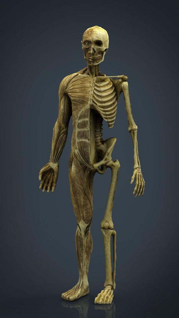 Hd Human Body Anatomy 3d Model