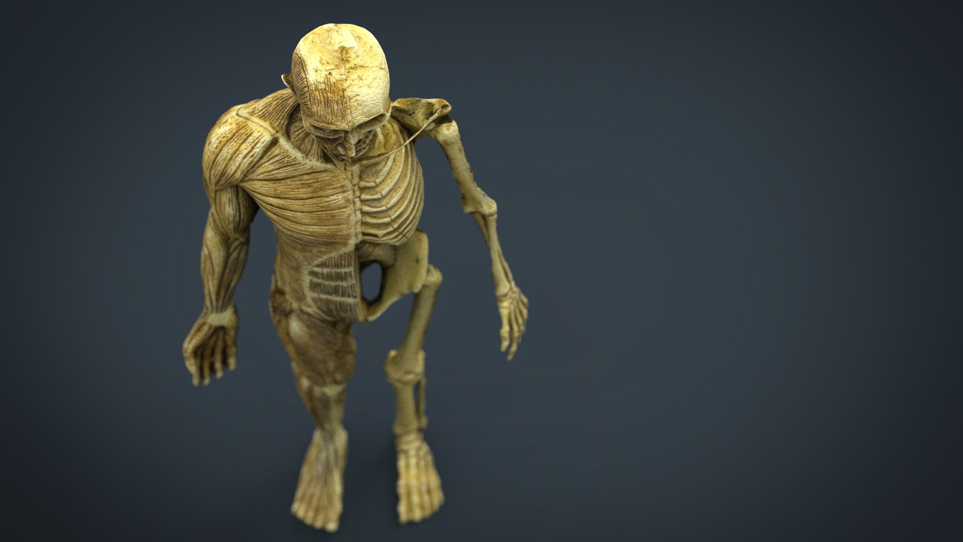 Hd Human Body Anatomy 3d Model