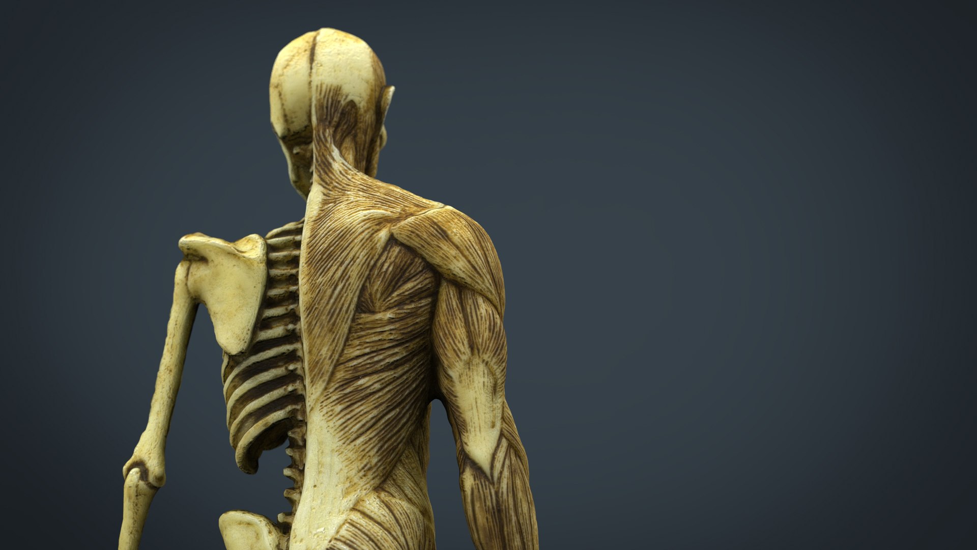 Hd Human Body Anatomy 3d Model