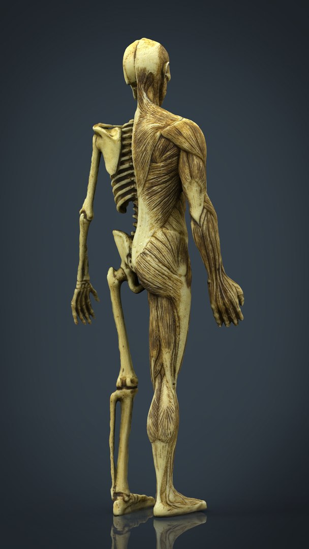 Hd Human Body Anatomy 3d Model