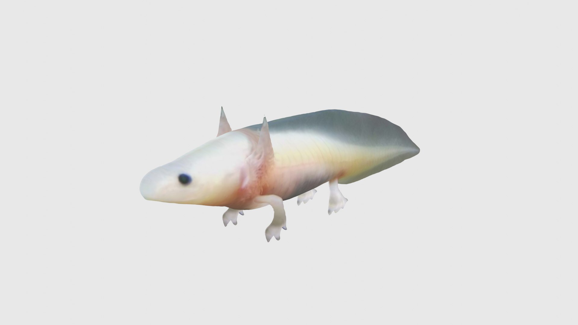 3D Low Poly Axolotl Rigged with Realistic Texture - TurboSquid 1874647