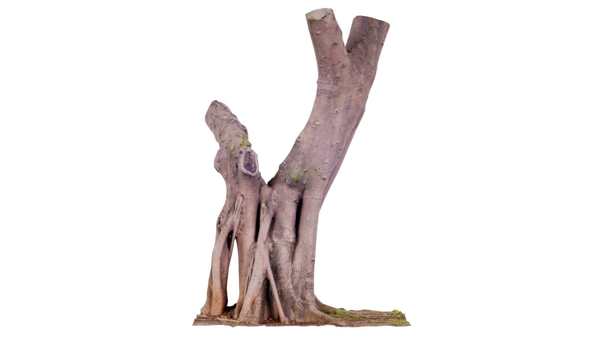 3D Model Tall Roots Tree Trunk Remastered - TurboSquid 2363183