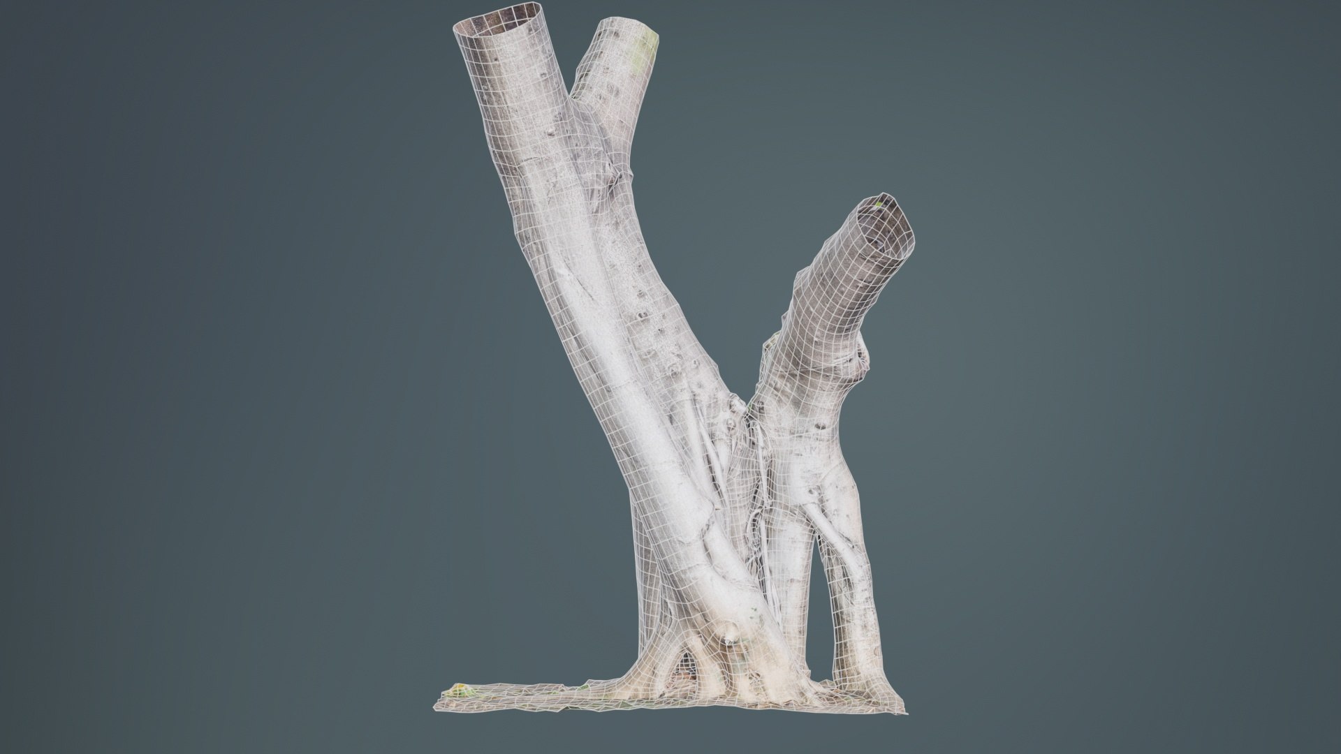 3D Model Tall Roots Tree Trunk Remastered - TurboSquid 2363183