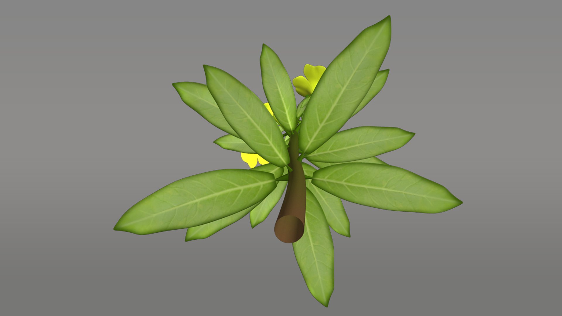 oenothera flowering plants obj