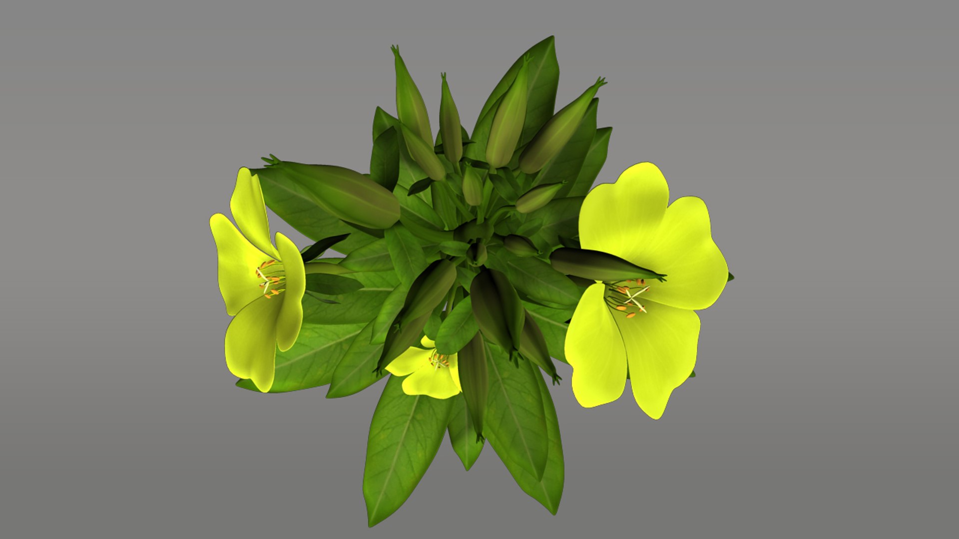 oenothera flowering plants obj