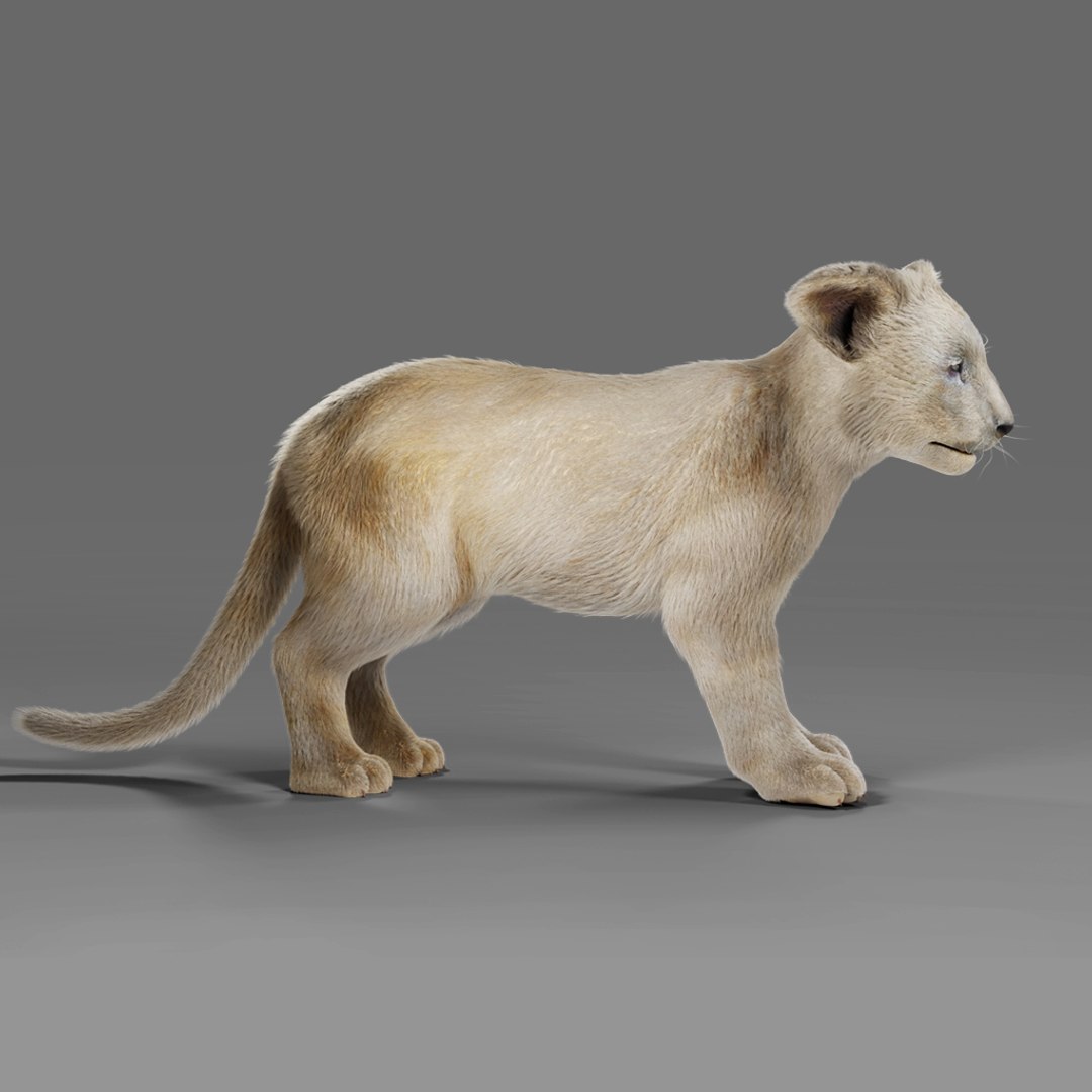 3D Fur White Lion Cub Rigged In Blender - TurboSquid 2033431