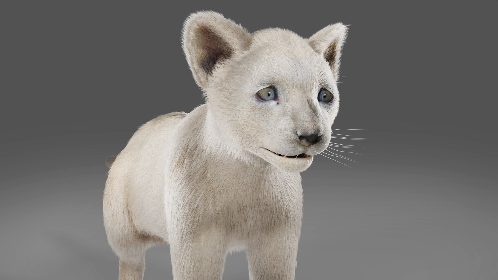 3D Fur White Lion Cub Rigged In Blender - TurboSquid 2033431