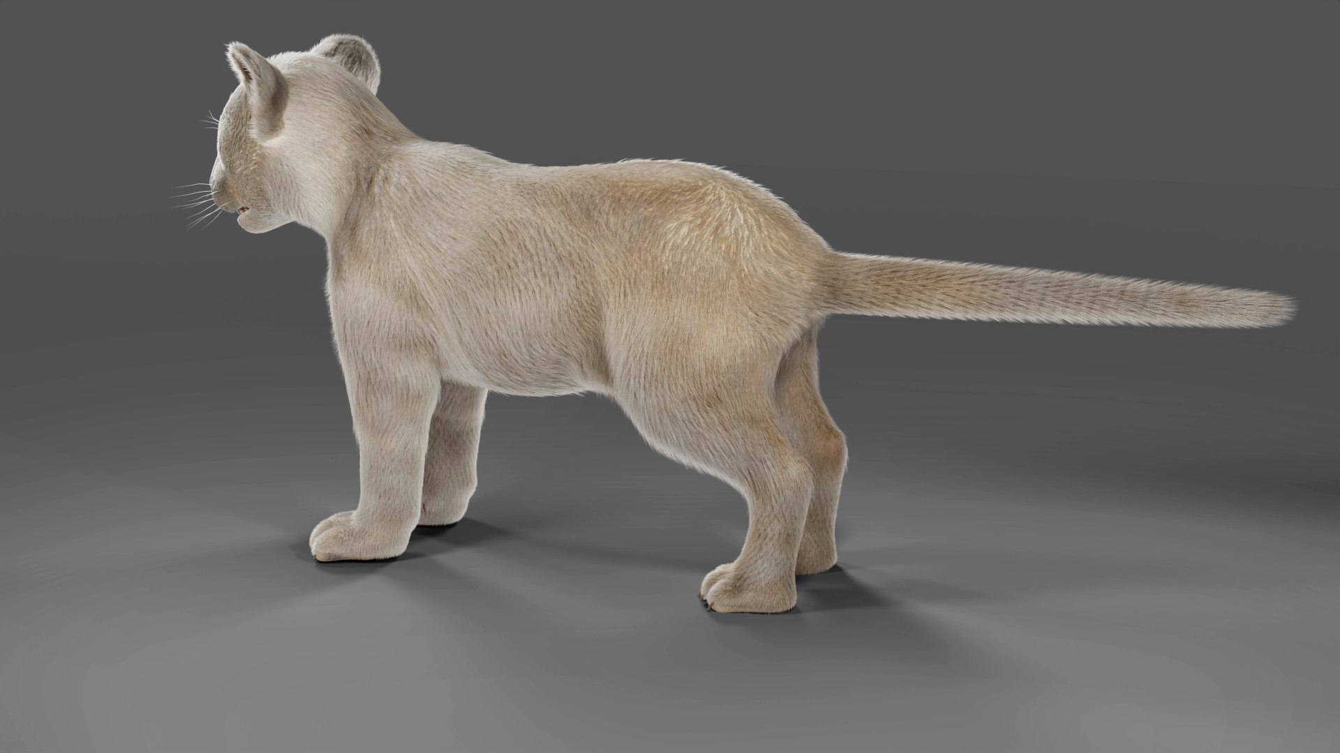 3D Fur White Lion Cub Rigged In Blender - TurboSquid 2033431