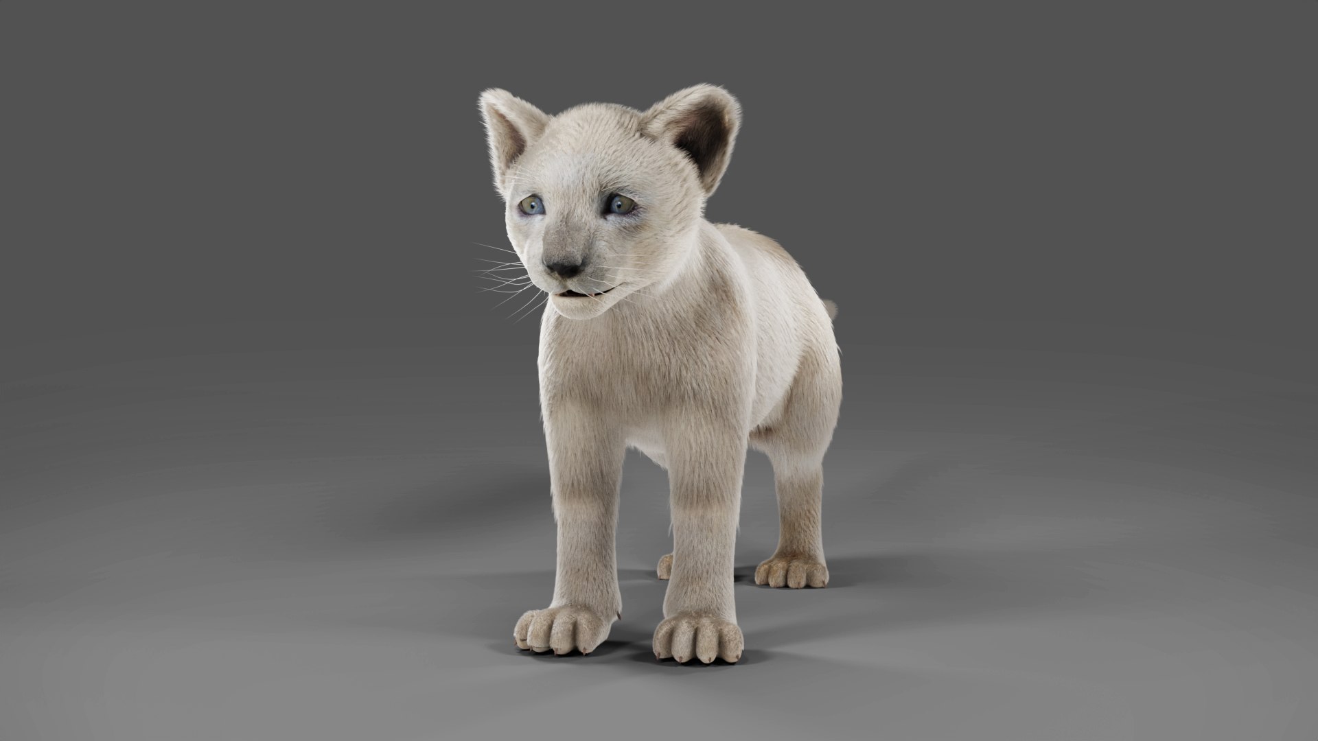 3D Fur White Lion Cub Rigged In Blender - TurboSquid 2033431