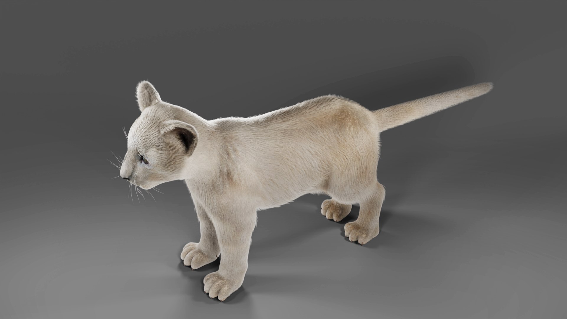 3D Fur White Lion Cub Rigged In Blender - TurboSquid 2033431