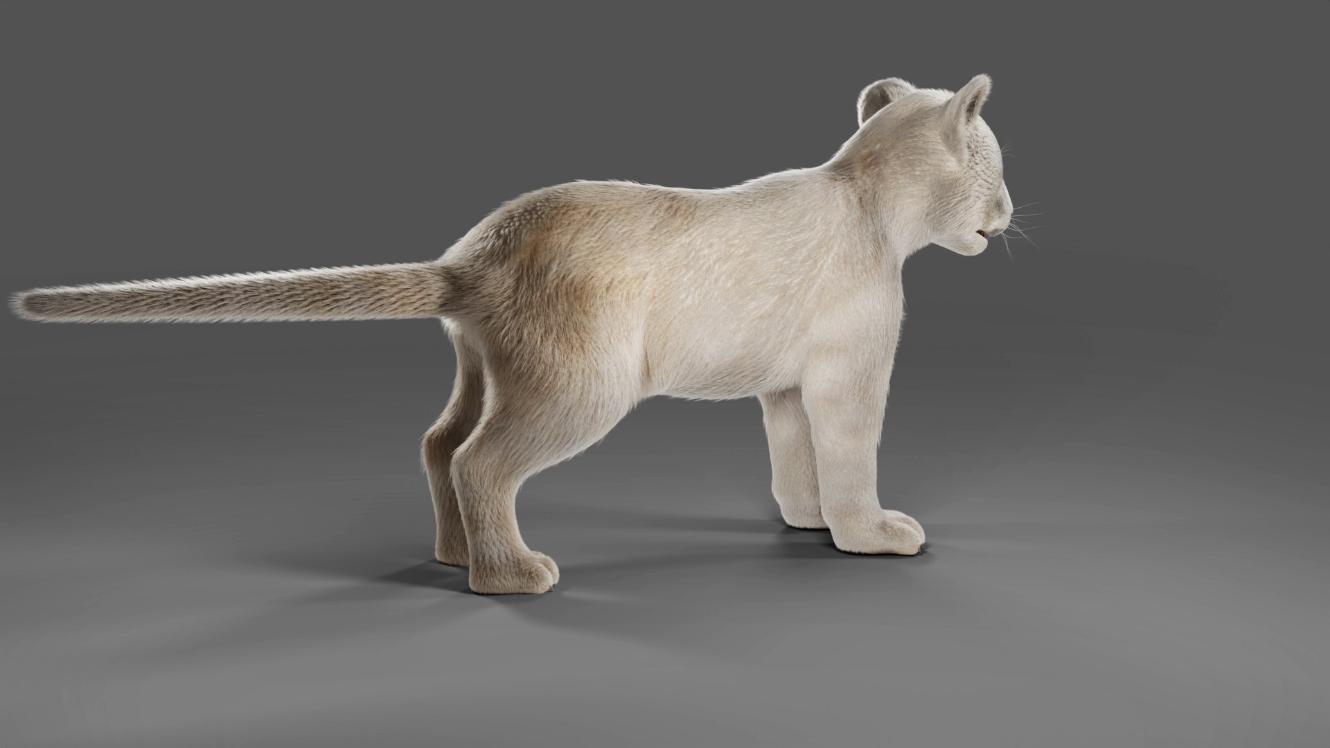 3D Fur White Lion Cub Rigged In Blender - TurboSquid 2033431