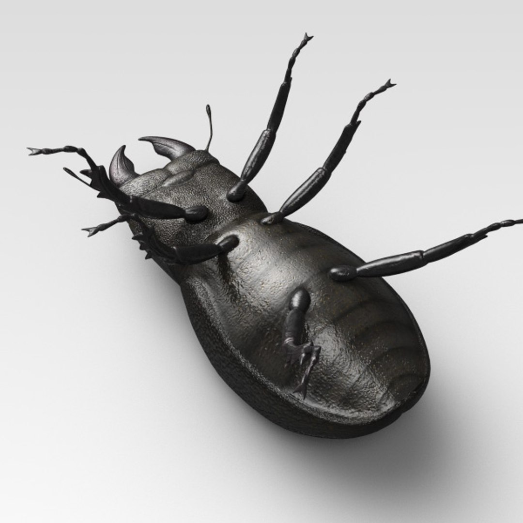3D Lethrus Carabus - TurboSquid 1336570