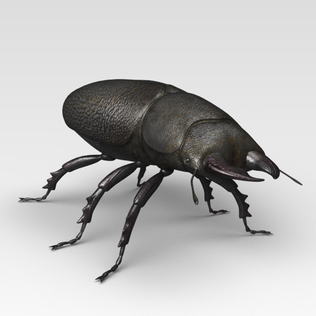 3D Lethrus Carabus - TurboSquid 1336570