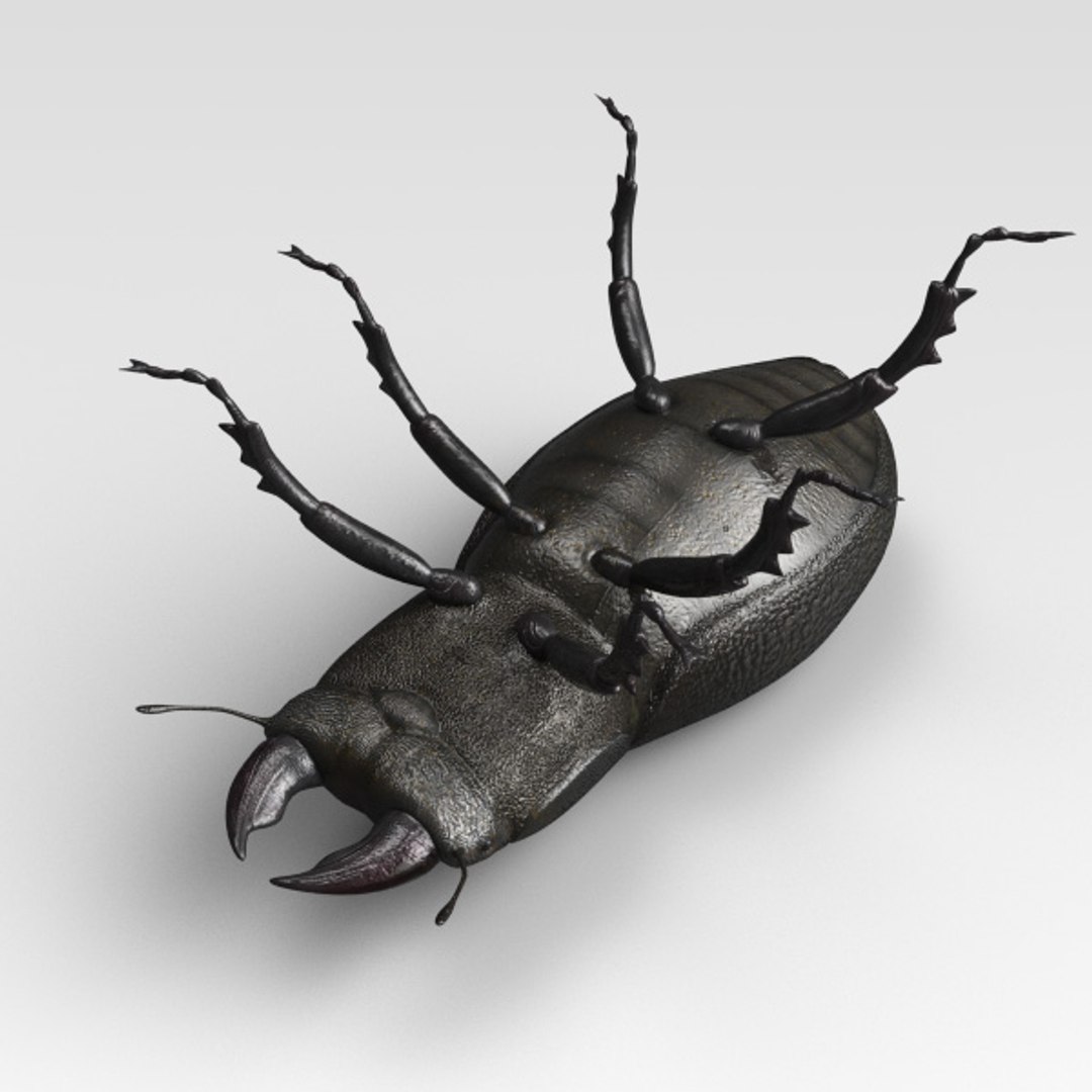 3D Lethrus Carabus - TurboSquid 1336570