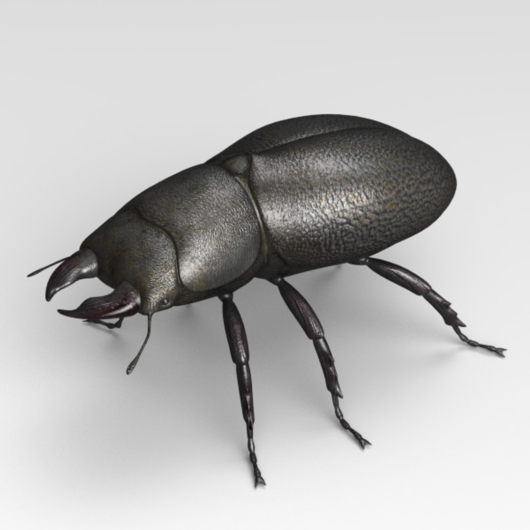 3D Lethrus Carabus - TurboSquid 1336570