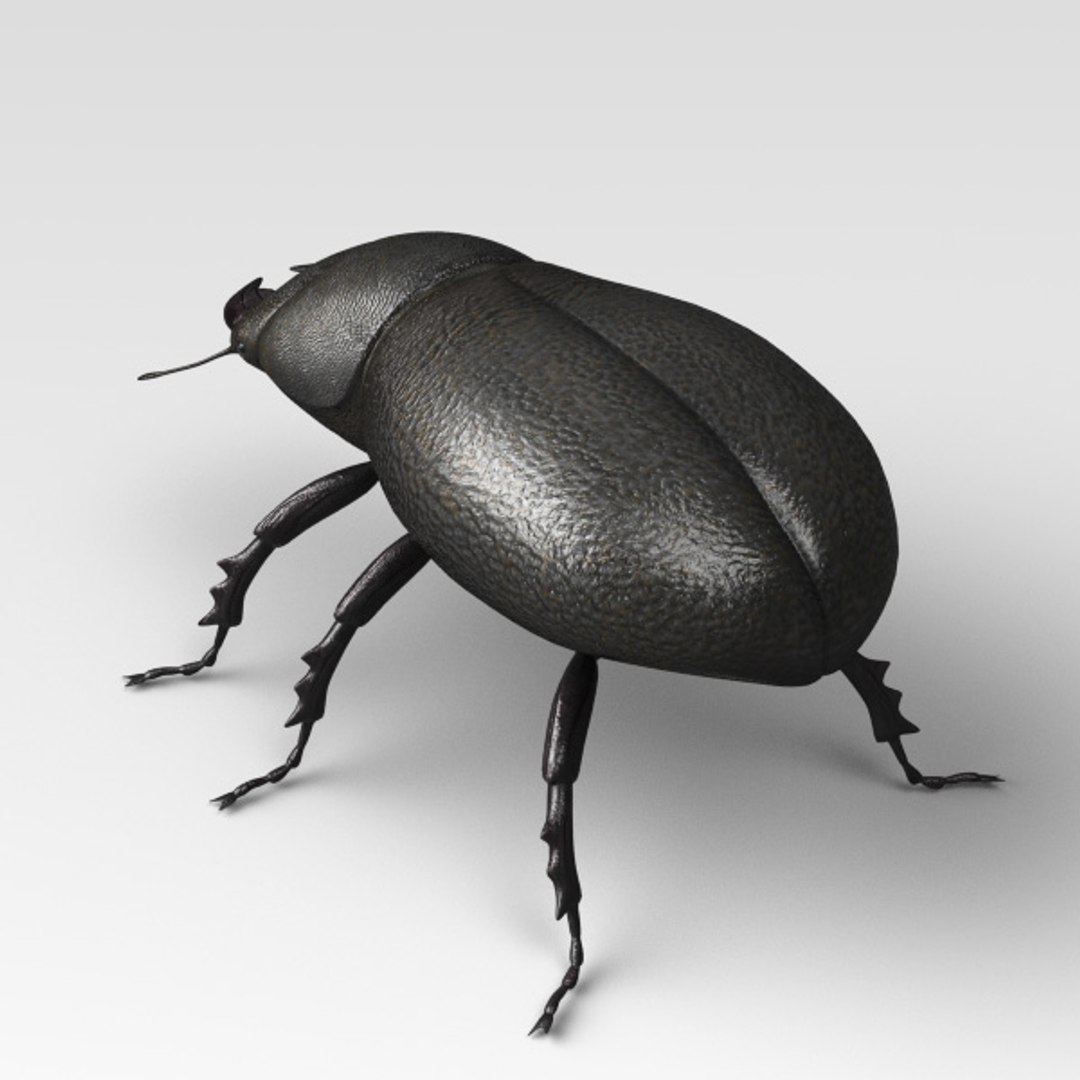 3D Lethrus Carabus - TurboSquid 1336570