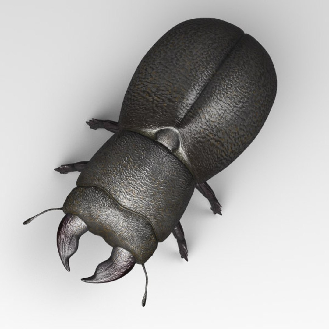 3D Lethrus Carabus - TurboSquid 1336570