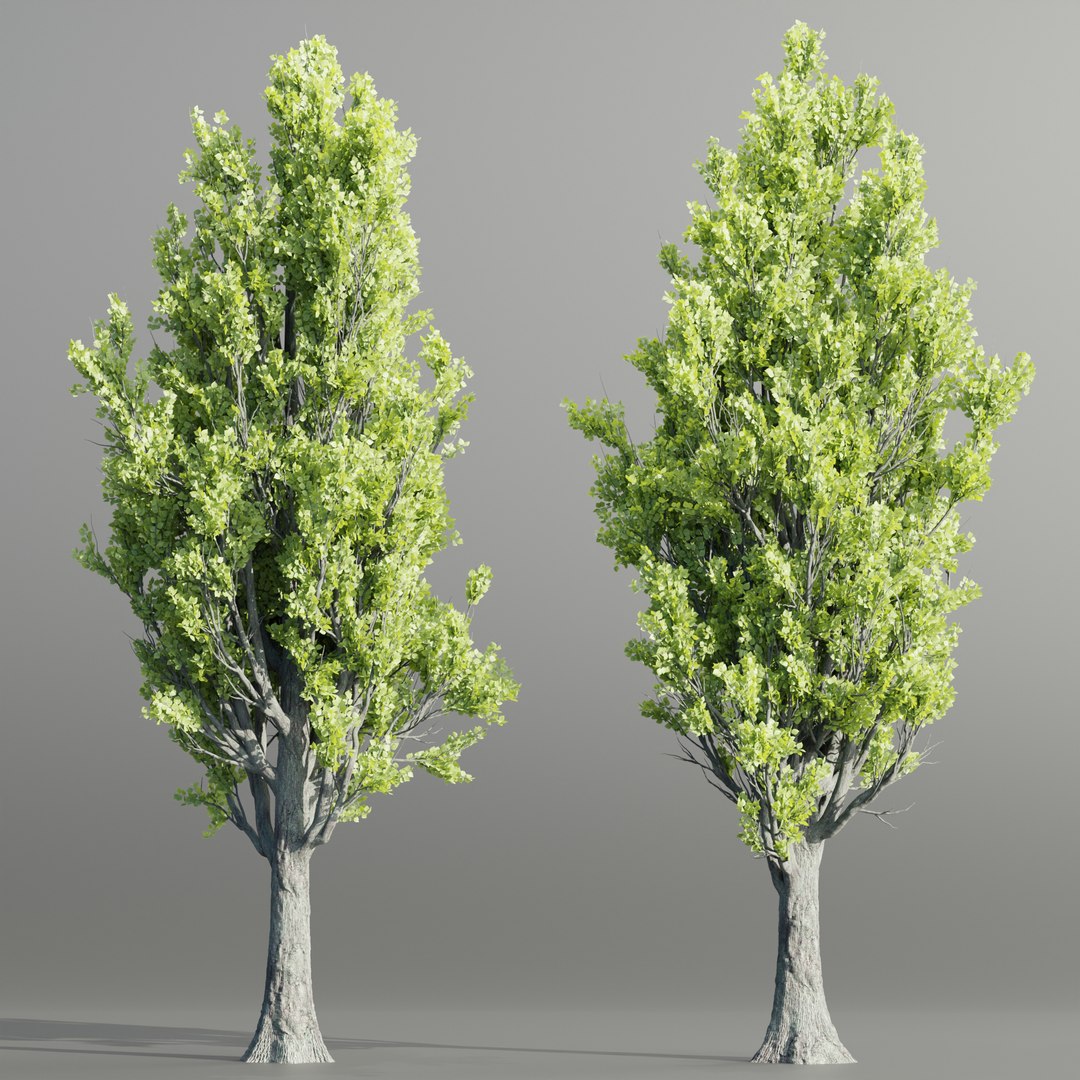 3D Poplar populus trees vol 116-Blender - TurboSquid 2141260