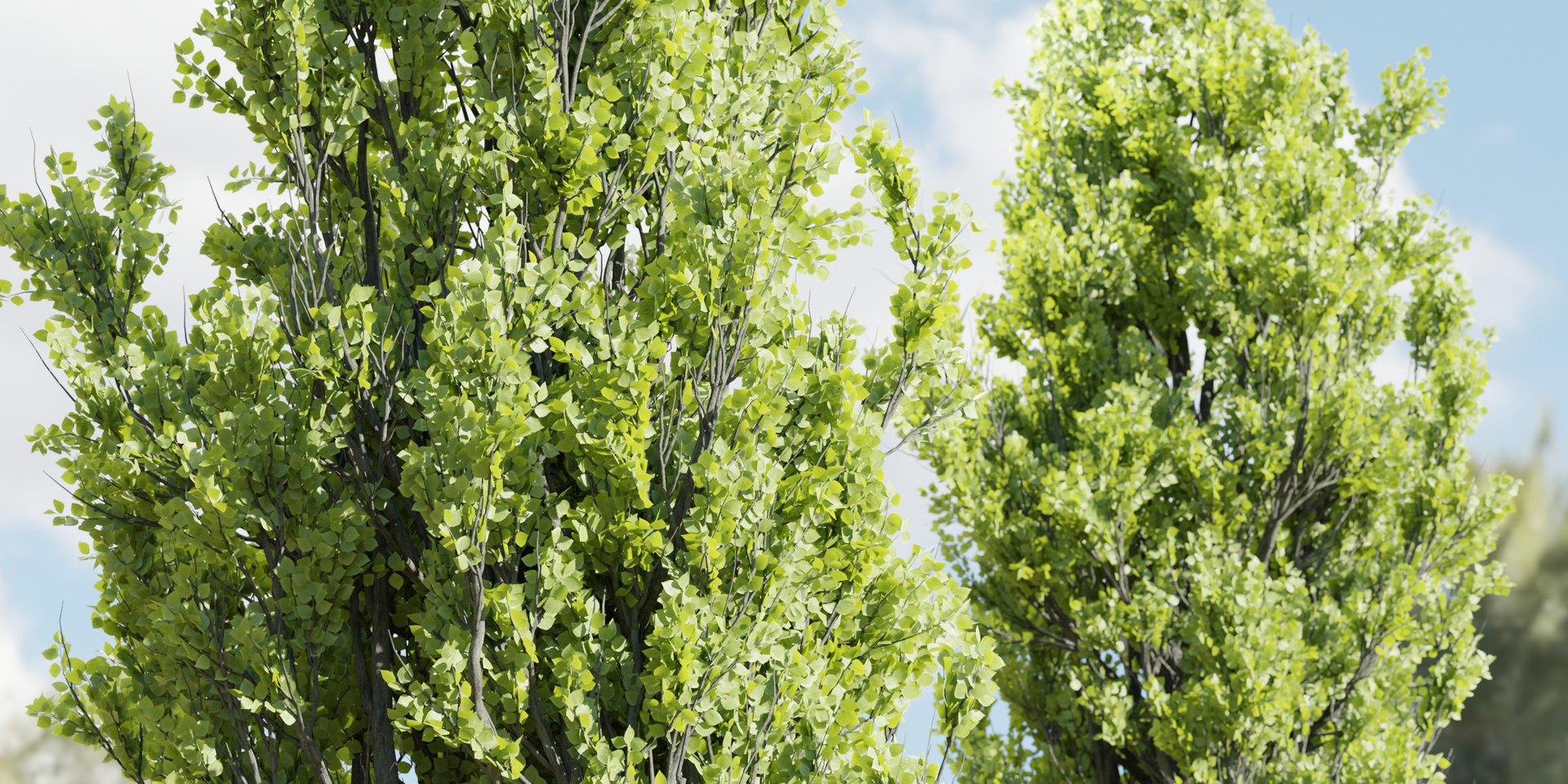 3D Poplar populus trees vol 116-Blender - TurboSquid 2141260