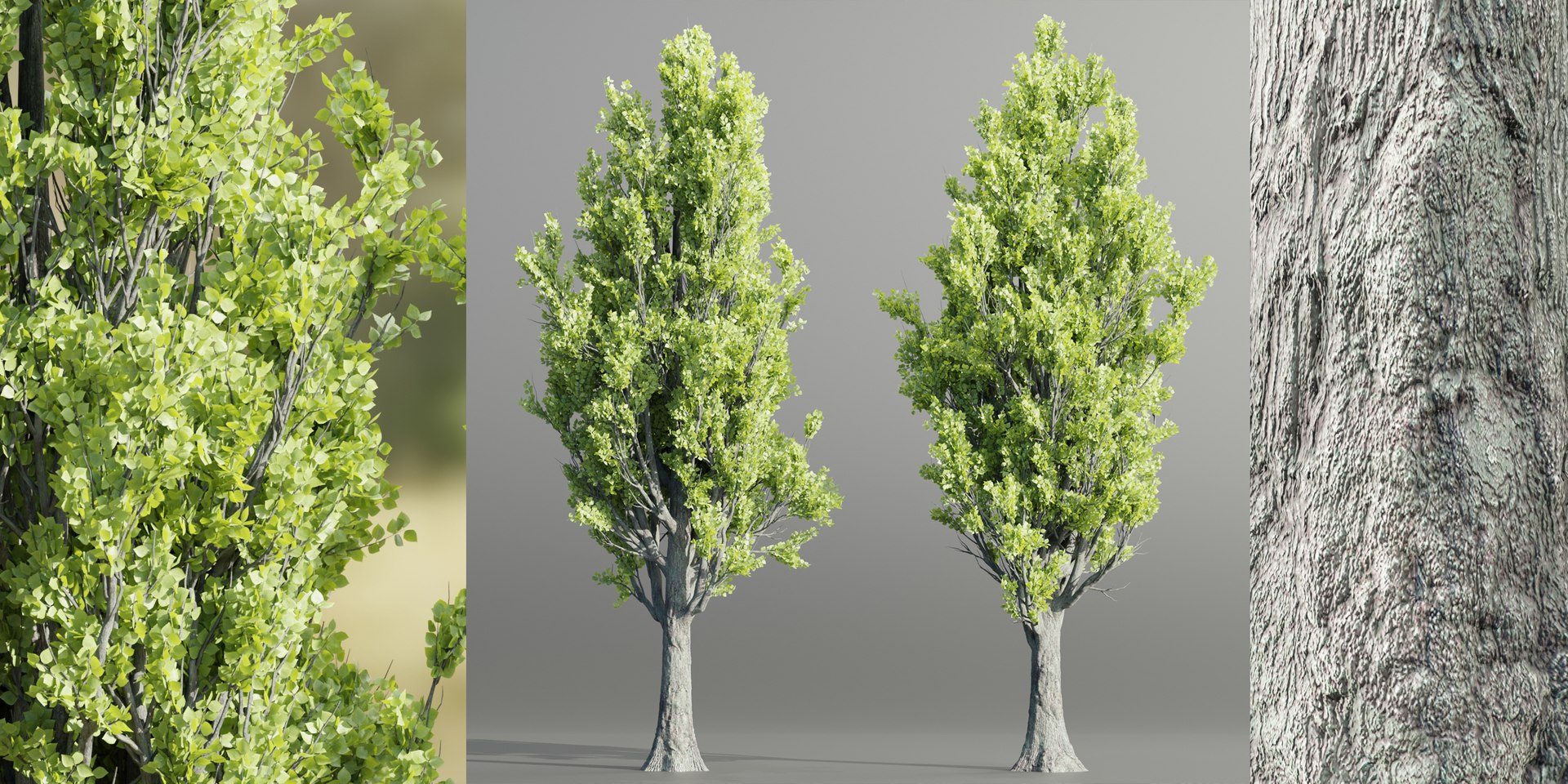 3D Poplar populus trees vol 116-Blender - TurboSquid 2141260