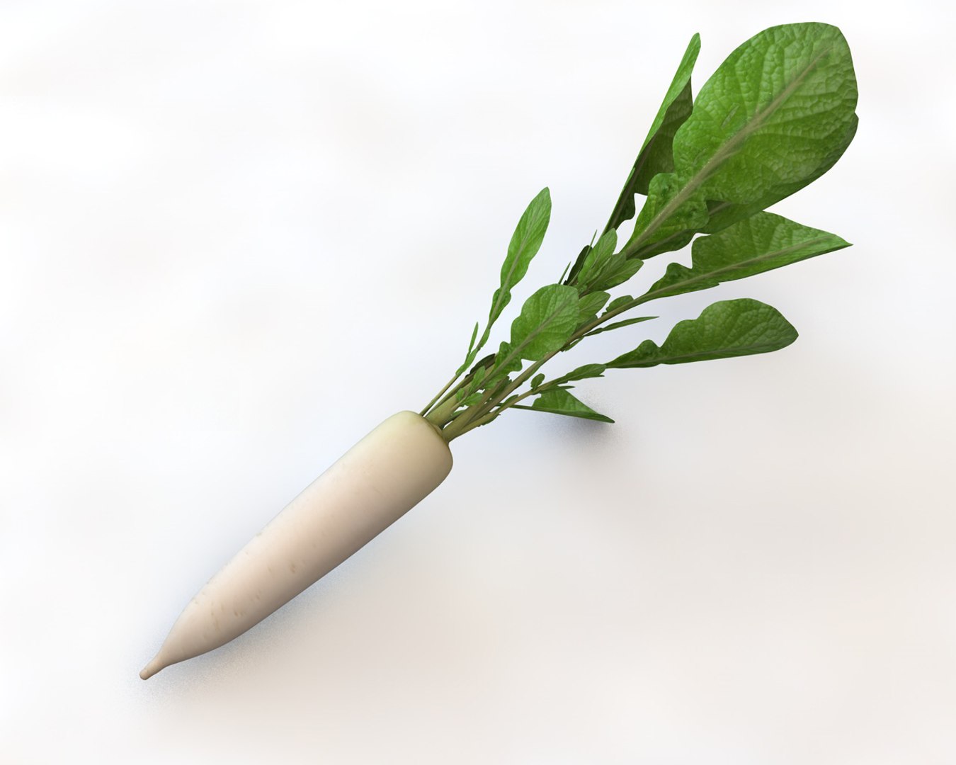 3D Radish Model - TurboSquid 1544505